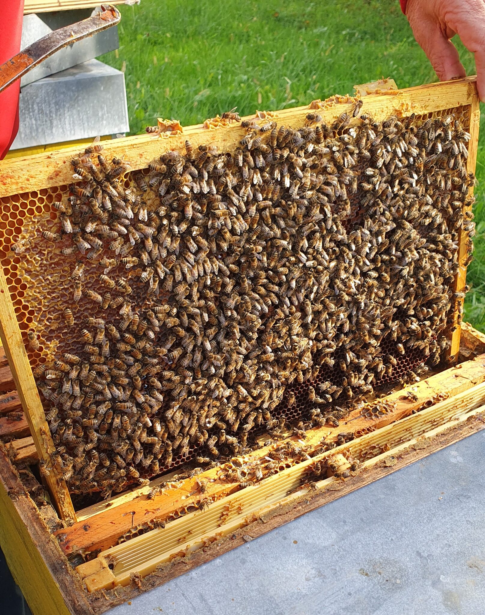 Connecting Beekeepers and Researchers: EAAP’s Role in Addressing Modern ...